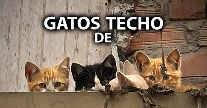 GATOS DE TECHO: ¿CÓMO AHUYENTARLOS SIN LASTIMARLOS?