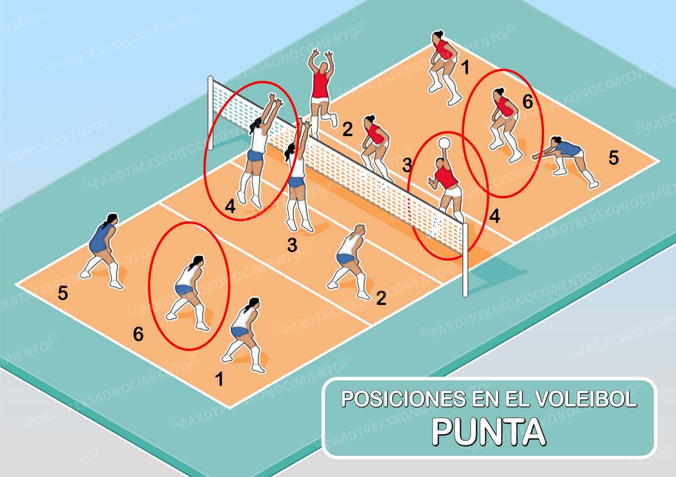 VOLEIBOL │ POSICIONES DE LOS JUGADORES Y ROTACIONES