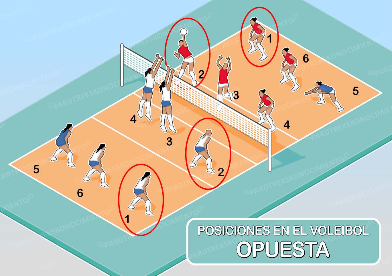 VOLEIBOL │ POSICIONES DE LOS JUGADORES Y ROTACIONES