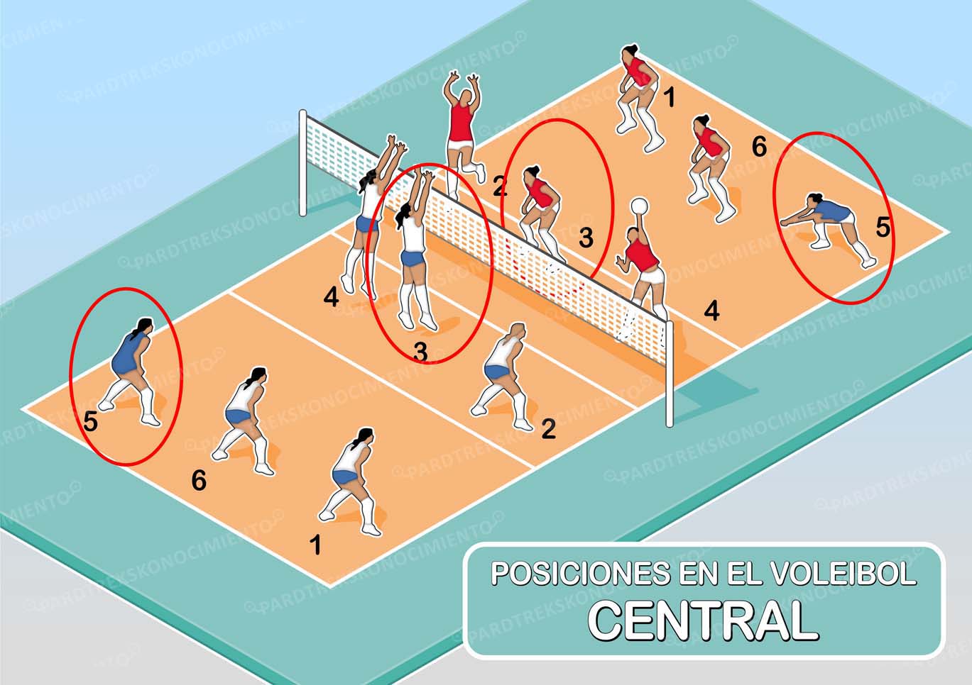 VOLEIBOL │ POSICIONES DE LOS JUGADORES Y ROTACIONES