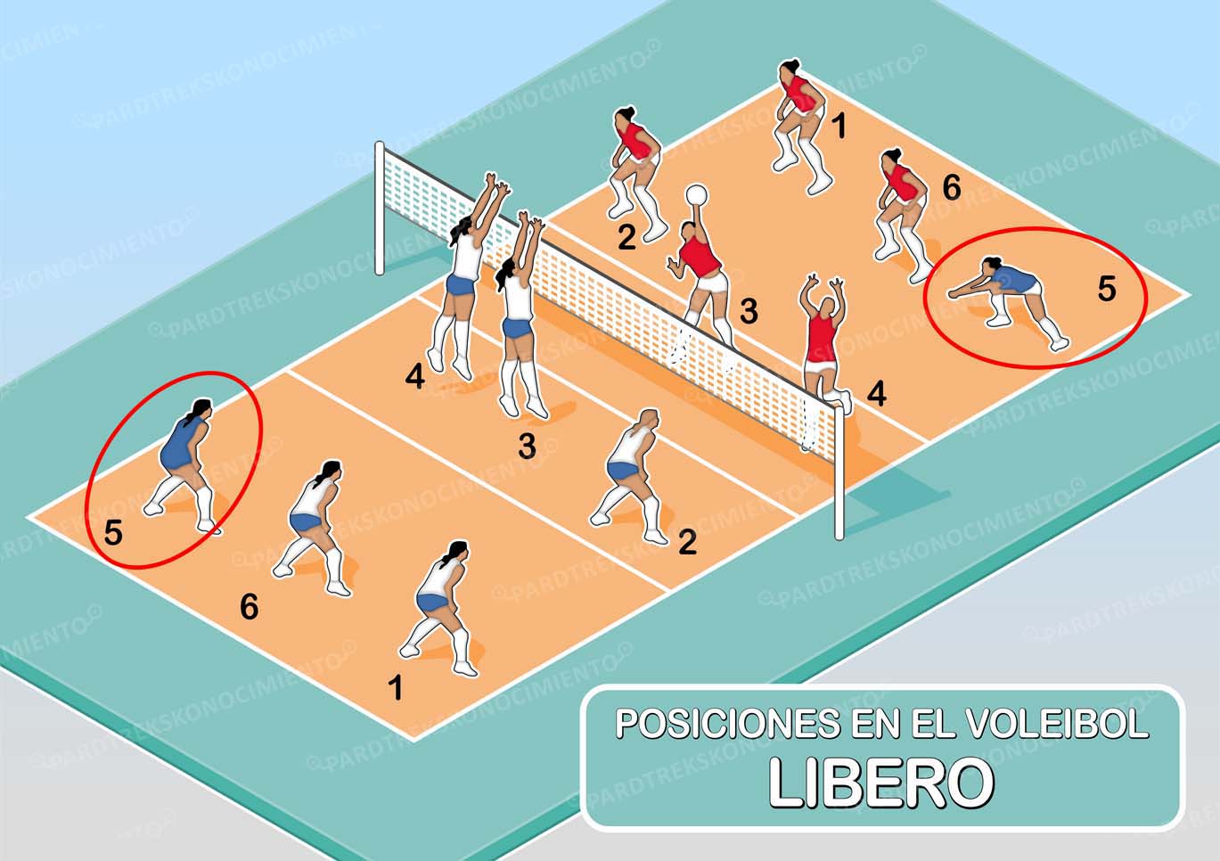 VOLEIBOL │ POSICIONES DE LOS JUGADORES Y ROTACIONES
